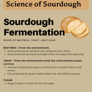 Discover the Digestive Benefits of Sourdough Bread for Gut Health